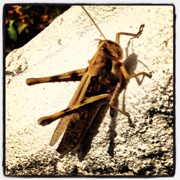 Grasshopper | Project Noah