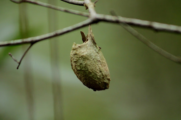 Polyphemus Moth Cocoon | Project Noah