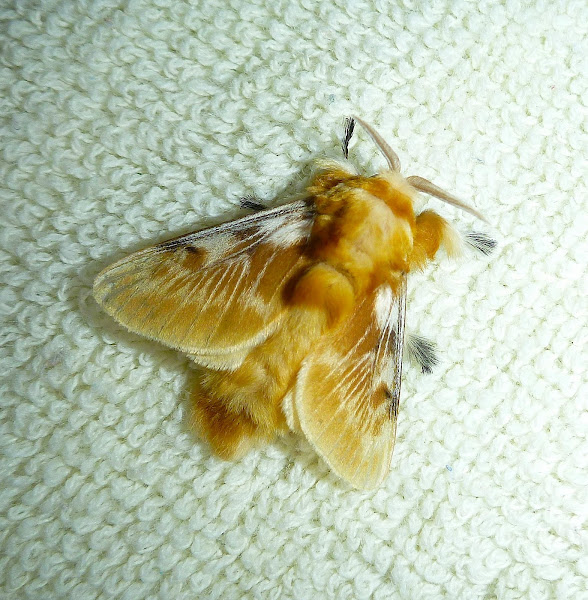 Southern Flannel Moth | Project Noah