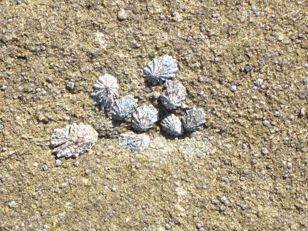 California rough limpet | Project Noah