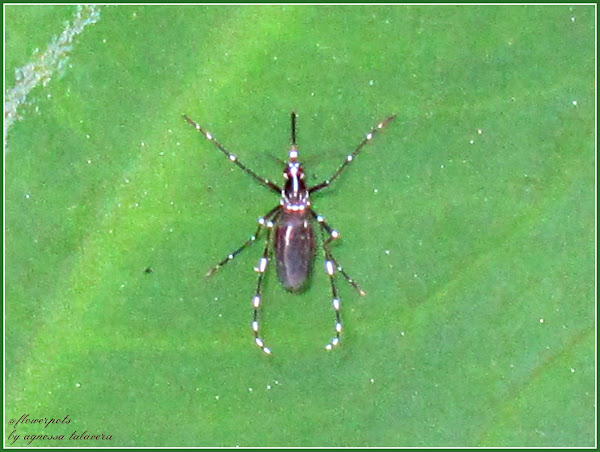 Asian Tiger Mosquito | Project Noah