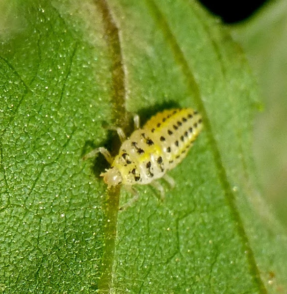 Illeis cincta | Project Noah