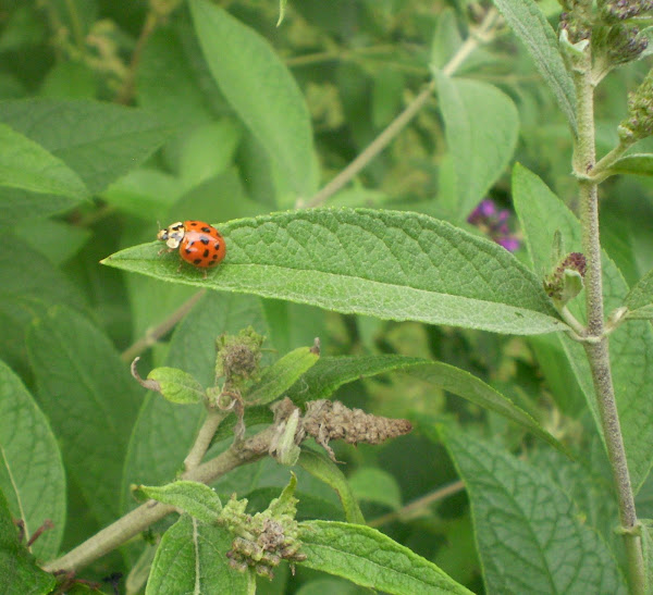 Multicolored Asian Lady Beetle | Project Noah