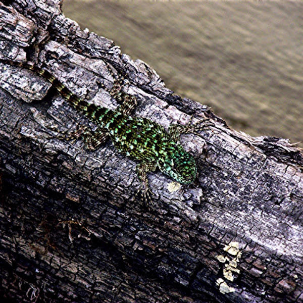 Emerald Swift | Project Noah