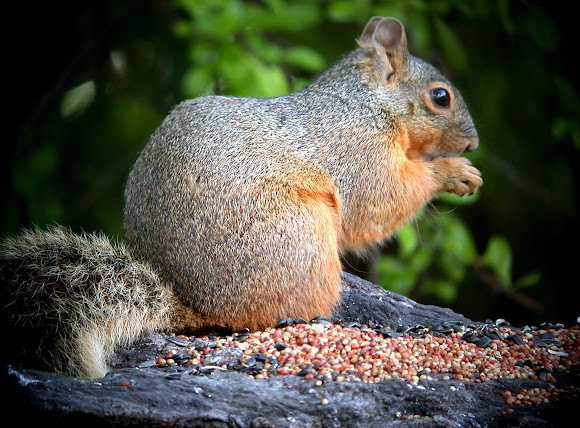 Apache fox squirrel | Project Noah