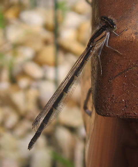 Brown Damselfly | Project Noah