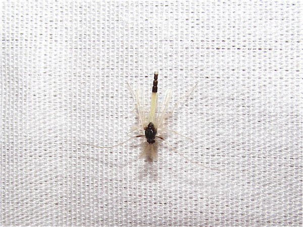 Microtendipes Midge | Project Noah