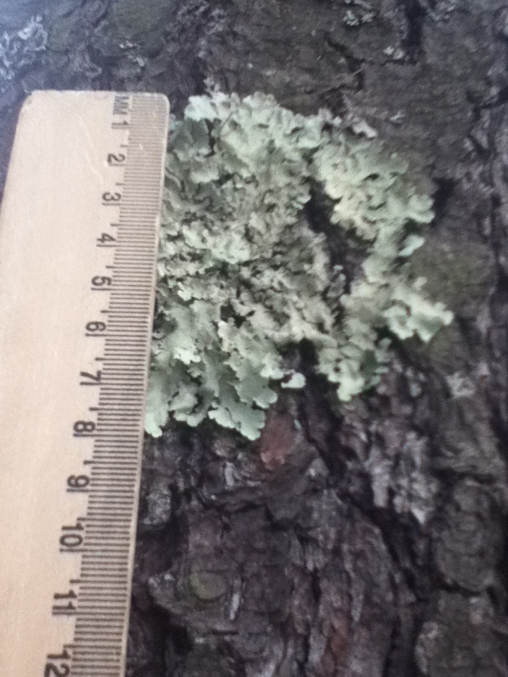 Green Shield Lichen | Project Noah