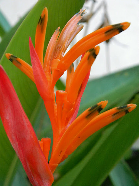parrot's beak heliconia | Project Noah