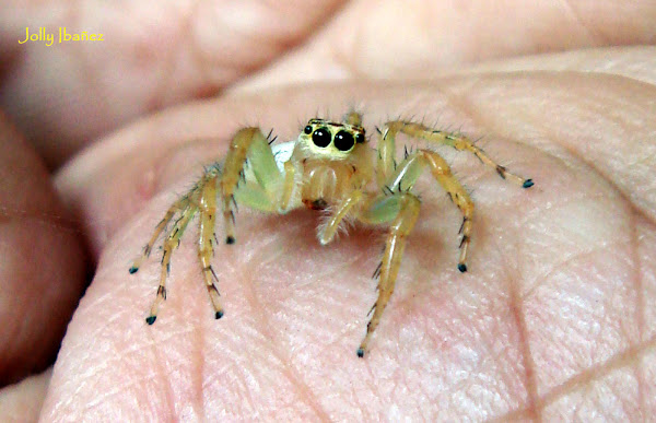 Two-Stripe Jumping Spider (Female) | Project Noah