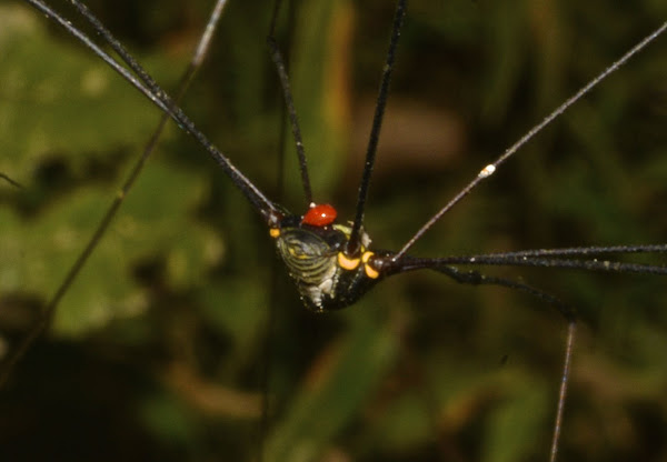 Spider | Project Noah