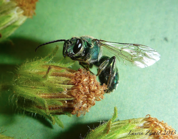 Halictid Bee | Project Noah