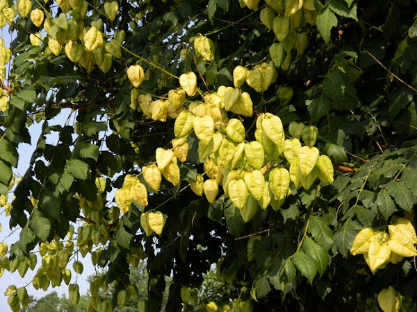 golden rain tree | Project Noah