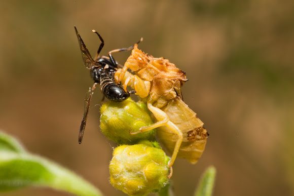 Jagged Ambush Bug | Project Noah