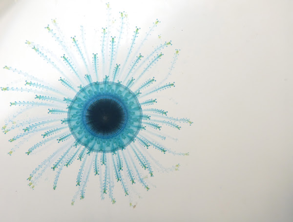 Blue Button Jellyfish | Project Noah