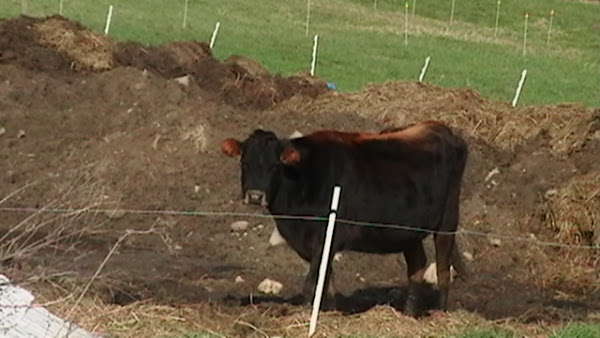 Holstein/Jersey Mix | Project Noah