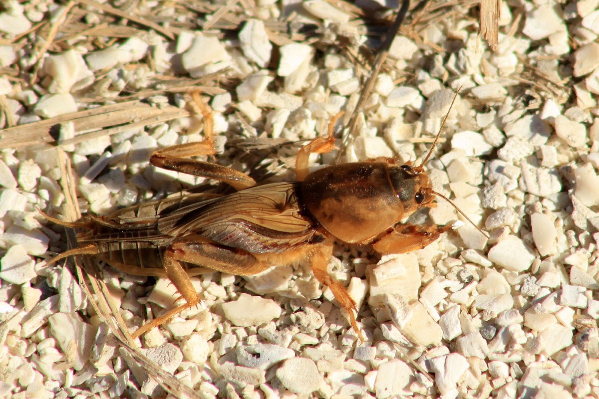 Tawny Mole Cricket | Project Noah