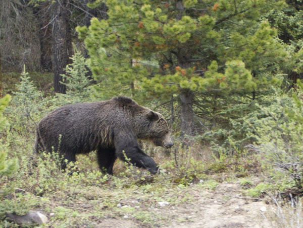 Grizzly Bear | Project Noah