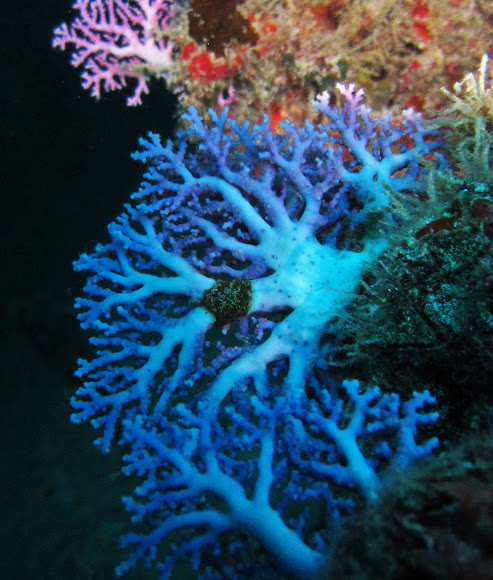 Rose lace-coral | Project Noah