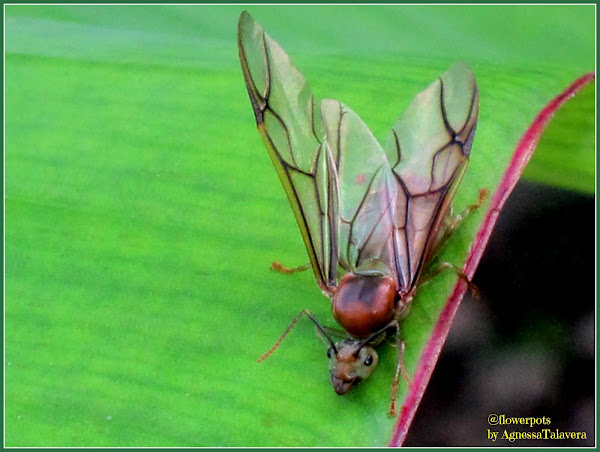 Winged Queen Green Ant | Project Noah