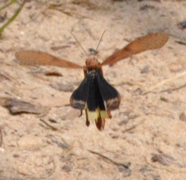 Carolina Locust | Project Noah