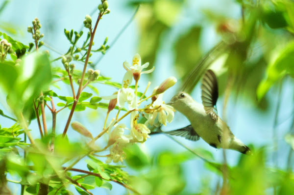 Bee Hummingbird / Zunzuncito | Project Noah