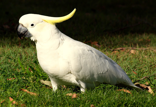 Sulphur-crested Cockatoo | Project Noah