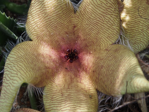 African starfish flower | Project Noah