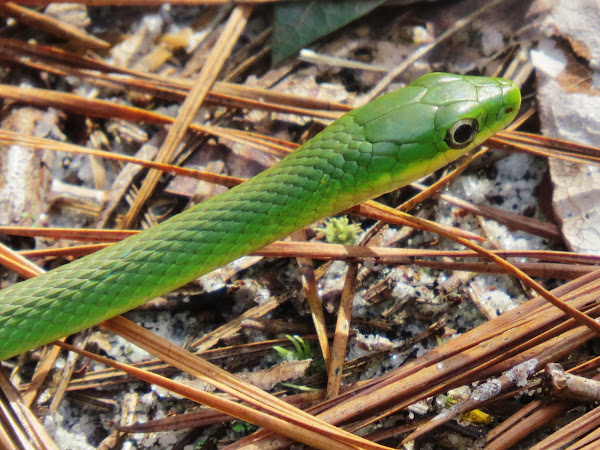 Rough Green Snake | Project Noah