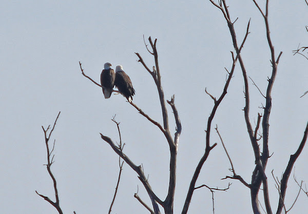 Bald Eagles in Love | Project Noah