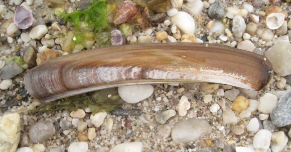 Common Razor Clam | Project Noah