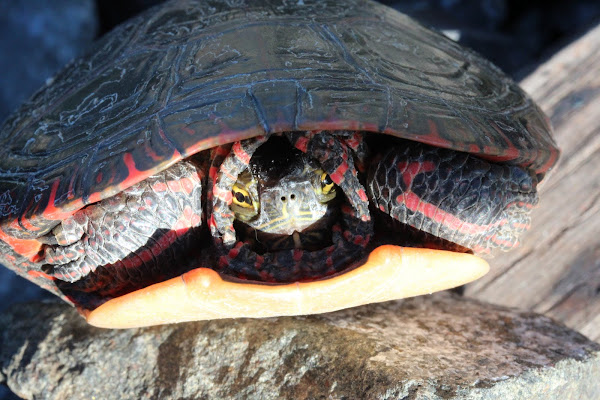 Midland Painted Turtle | Project Noah
