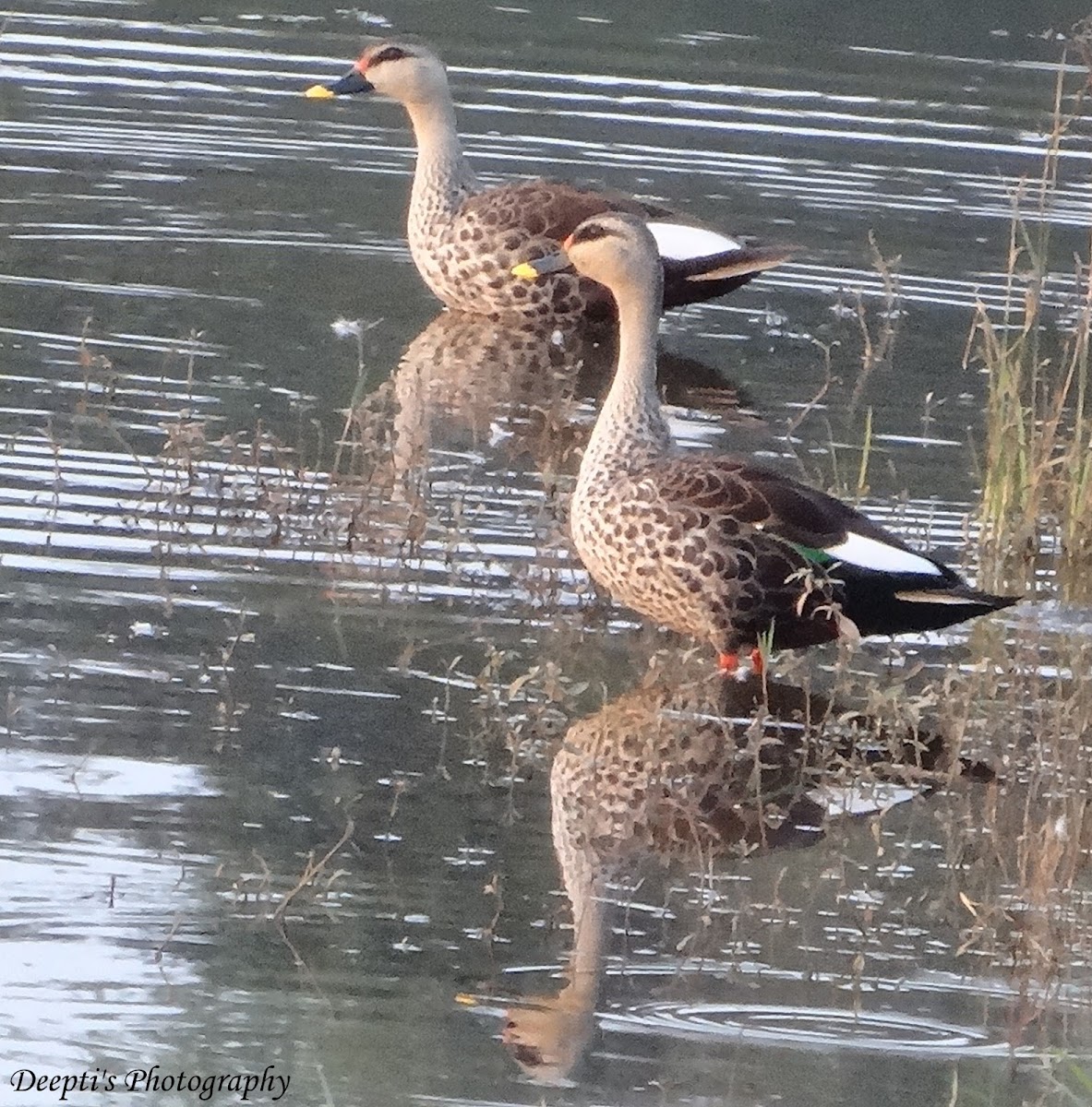 Spot-Billed Duck | Project Noah
