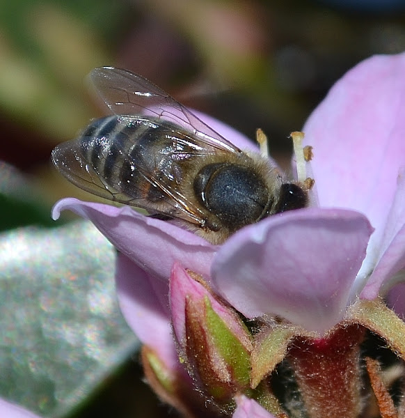 African bee | Project Noah
