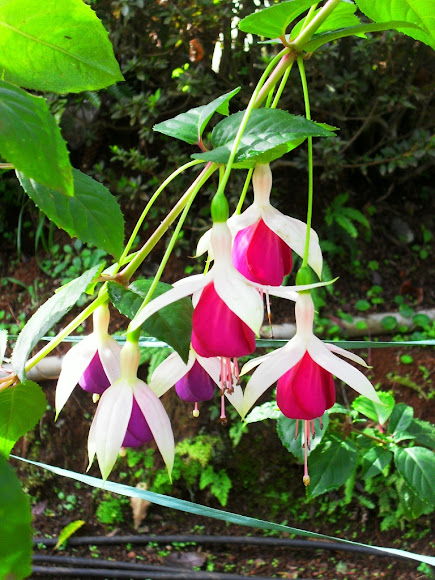 Fuchsias or Ladies’ Eardrops | Project Noah