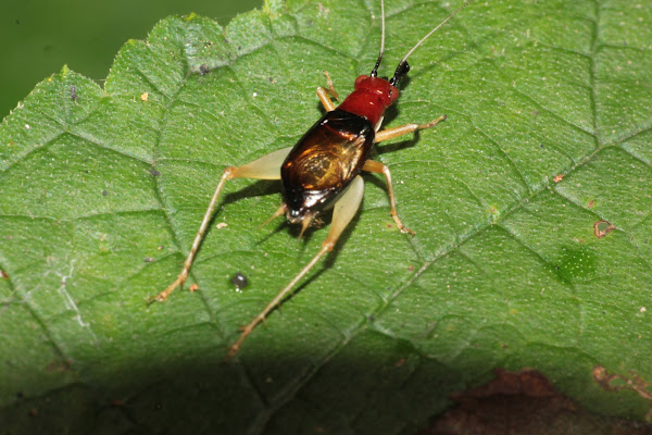 Red-headed Bush Cricket | Project Noah