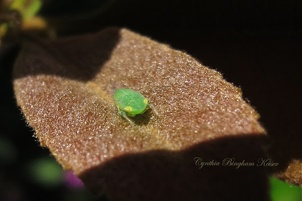 Privet Leafhopper Nymph | Project Noah