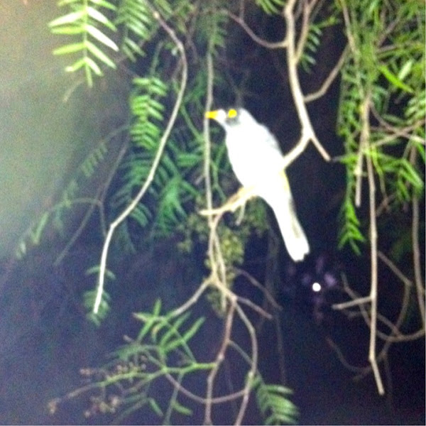 Noisy miner | Project Noah