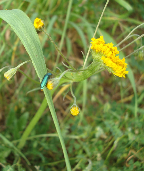 Mutant Plant | Project Noah