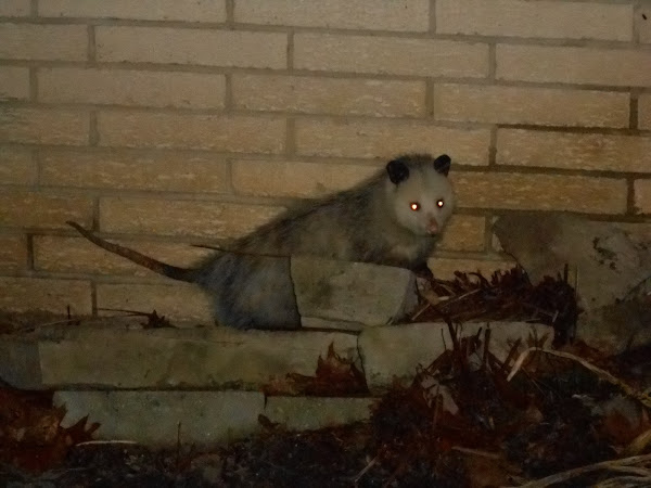 North American Possum | Project Noah