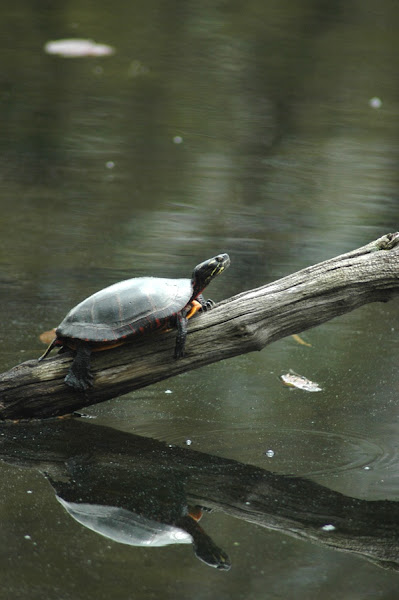 Painted Turtle | Project Noah