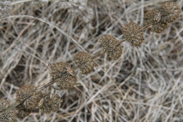 African Cluster Bug | Project Noah