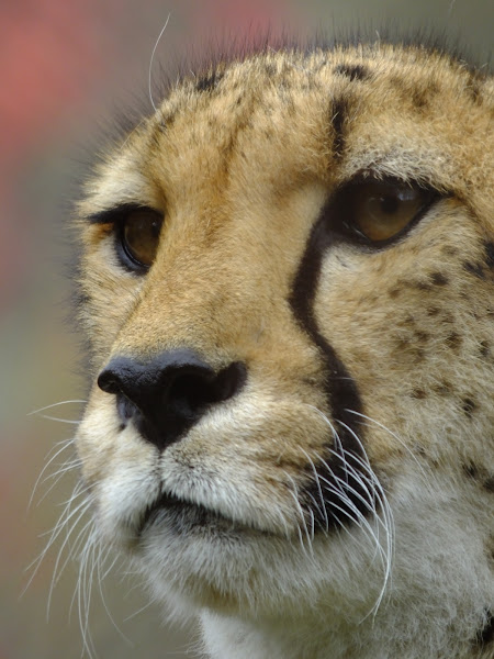 Cheetah | Project Noah