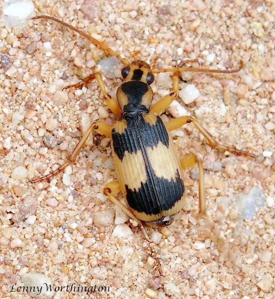 Ground Beetle | Project Noah