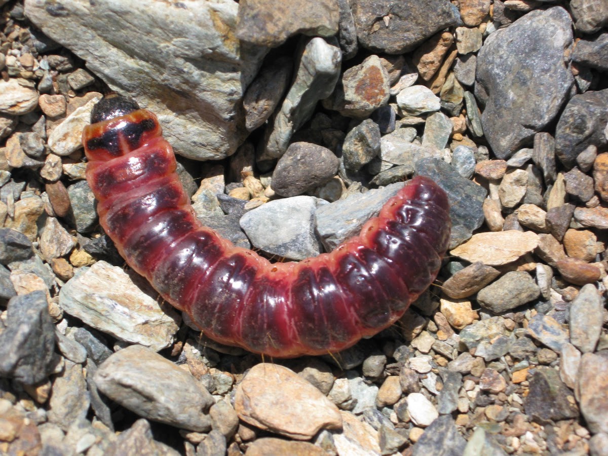 Goat Moth | Project Noah