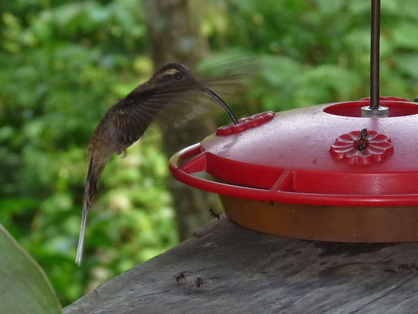 Long-tailed Hermit Hummingbird | Project Noah