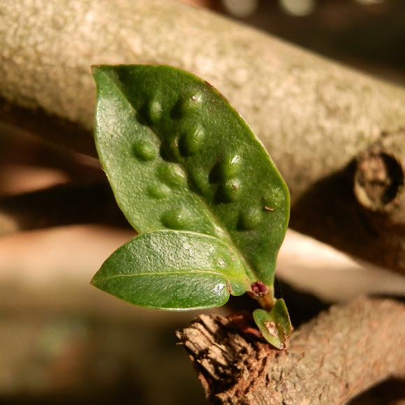 Pimple Psyllid Gall | Project Noah