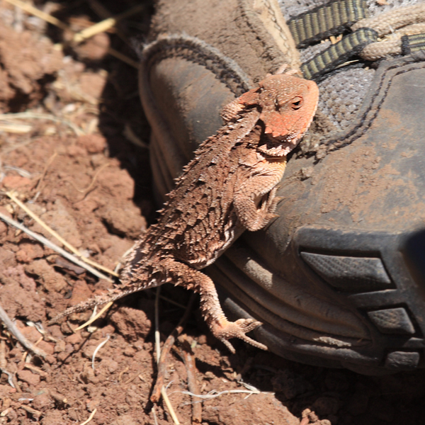 Greater Short-horned Lizard | Project Noah