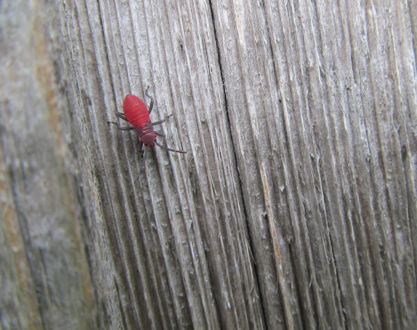 Red-Shouldered Bug | Project Noah