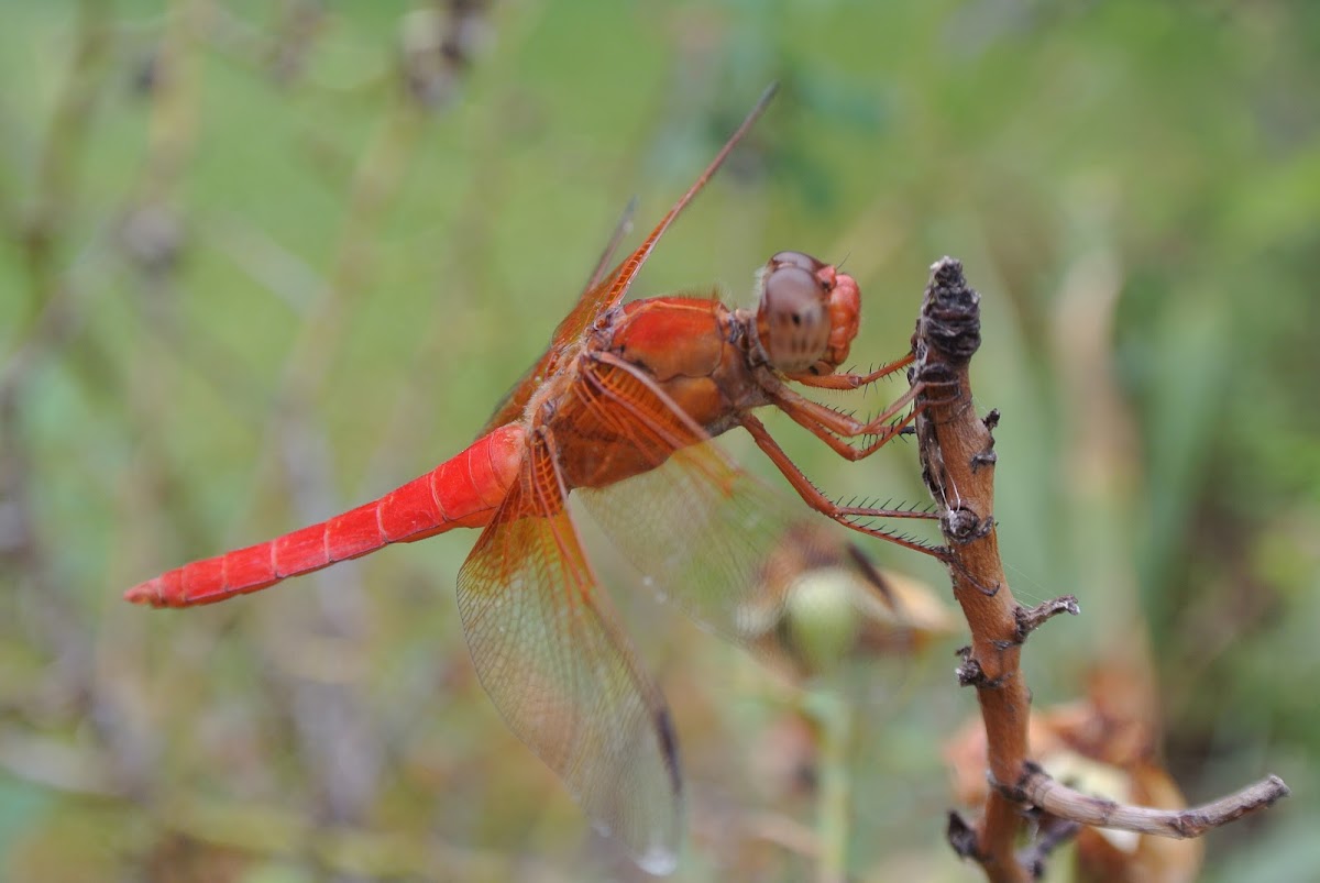 Neon Skimmer Dragonfly | Project Noah